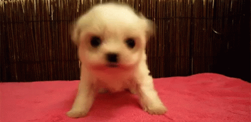 Puppy Shake GIF - Shake Wiggle Dog - Discover & Share GIFs