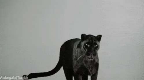 Panther Jump GIF - Panther Jump - Discover & Share GIFs