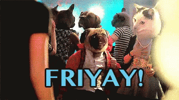 Animal Party GIF - Friyay Friday - Discover & Share GIFs