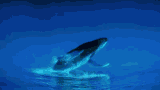 Orca Jumping Gif