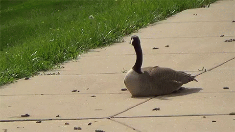 Goose GIF - Goose Geese - Discover & Share GIFs