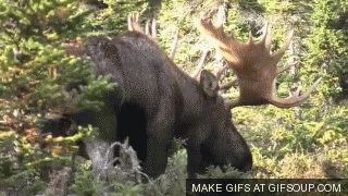 Moose GIF - Moose - Discover & Share GIFs