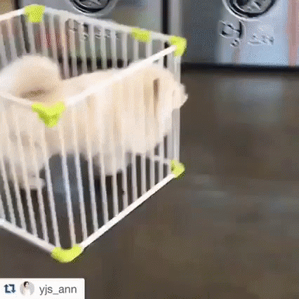 Dog Cage GIF - Dog Cage Run GIFs | Say more with Tenor