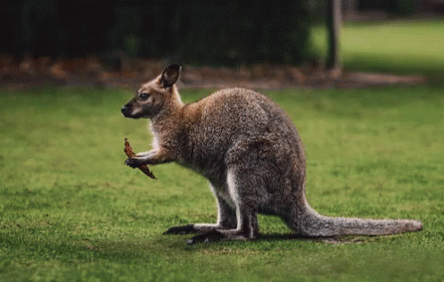Kangaroo Joey GIF - Kangaroo Joey Baby - Discover & Share GIFs