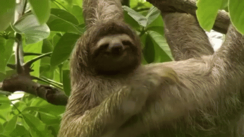Sloth GIF - Scratch Sloth Smile - Discover & Share GIFs