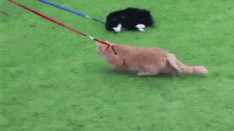 The Popular Cat Walk GIFs Everyone's Sharing
