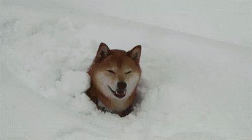Husky Snow GIF - Husky Snow Ball - Discover & Share GIFs