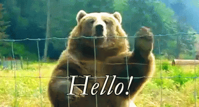 Hi Hello GIF - Hi Hello Bear GIFs | Say more with Tenor