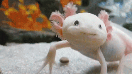 Axolotl GIF - Axolotl - Discover & Share GIFs