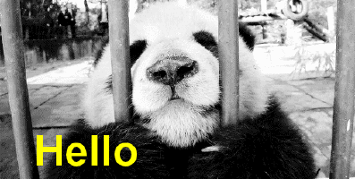 Popular Hi GIF - Hi Hello Panda - Discover & Share GIFs