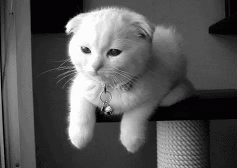 Wink Winking GIF - Wink Winking Cat - Discover & Share GIFs