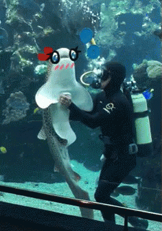 Senpai Shark GIF - Senpai Shark Scuba - Discover & Share GIFs