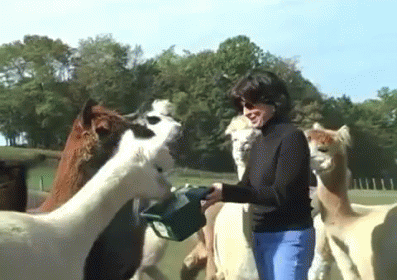 Mb Loves Alpacas GIF - Alpaca Spit Funny - Discover & Share GIFs