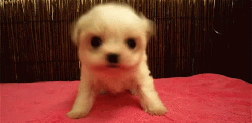 Puppy Mad GIF - Puppy Mad Cute GIFs | Say more with Tenor