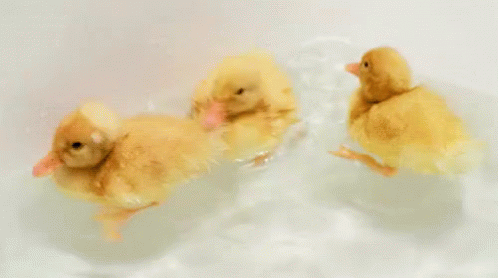 :) GIF - Duck Duckling Adorable - Discover & Share GIFs