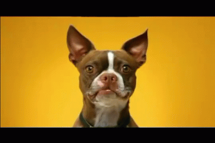 Smile GIF - Smile Dog - Discover & Share GIFs