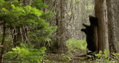 Bear Tree GIF - Bear Tree Forest - Discover & Share GIFs