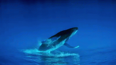 Upside Down Humpback Whale GIF - Whale Ani Animal - Discover & Share GIFs