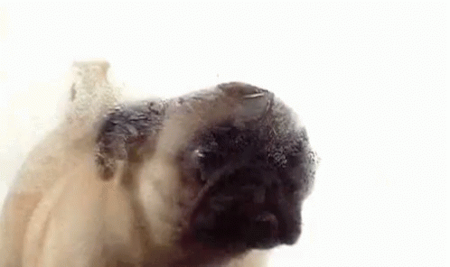 Pug Cleanings GIF - Pug Cleanings - Discover & Share GIFs