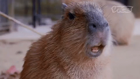 Capivara Reclamando GIF - Capybara Capivara Gritando - Discover & Share ...