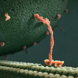 happy protein GIF - happy protein brain GIFs | Say more with Tenor